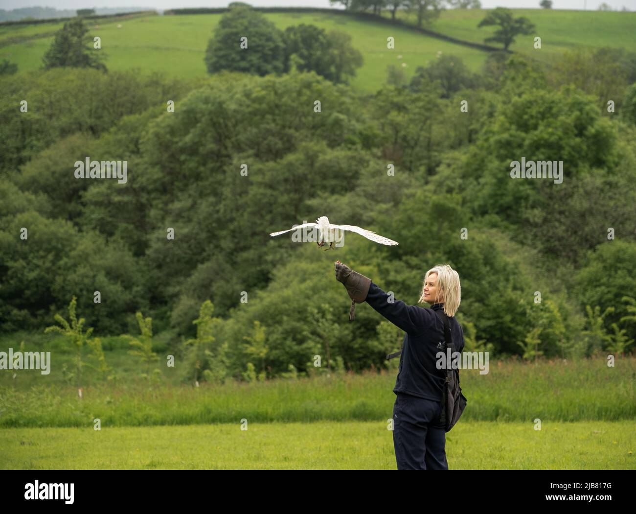 Diva the barn owl (Tyto alba) in a flying demonstration at the British ...