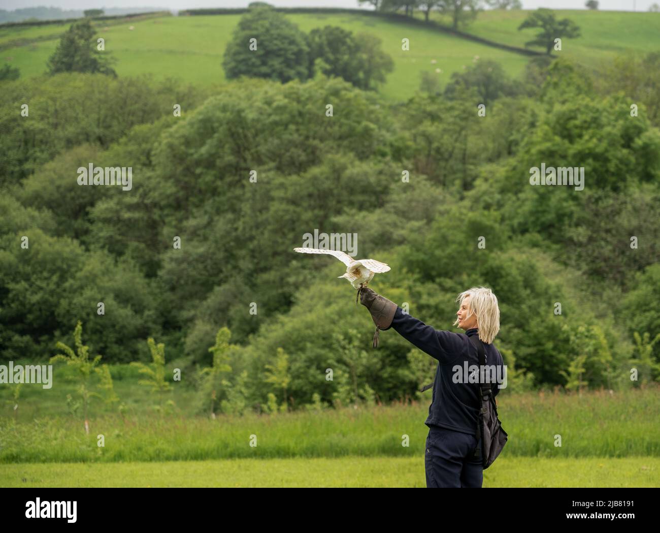Diva the barn owl (Tyto alba) in a flying demonstration at the British ...