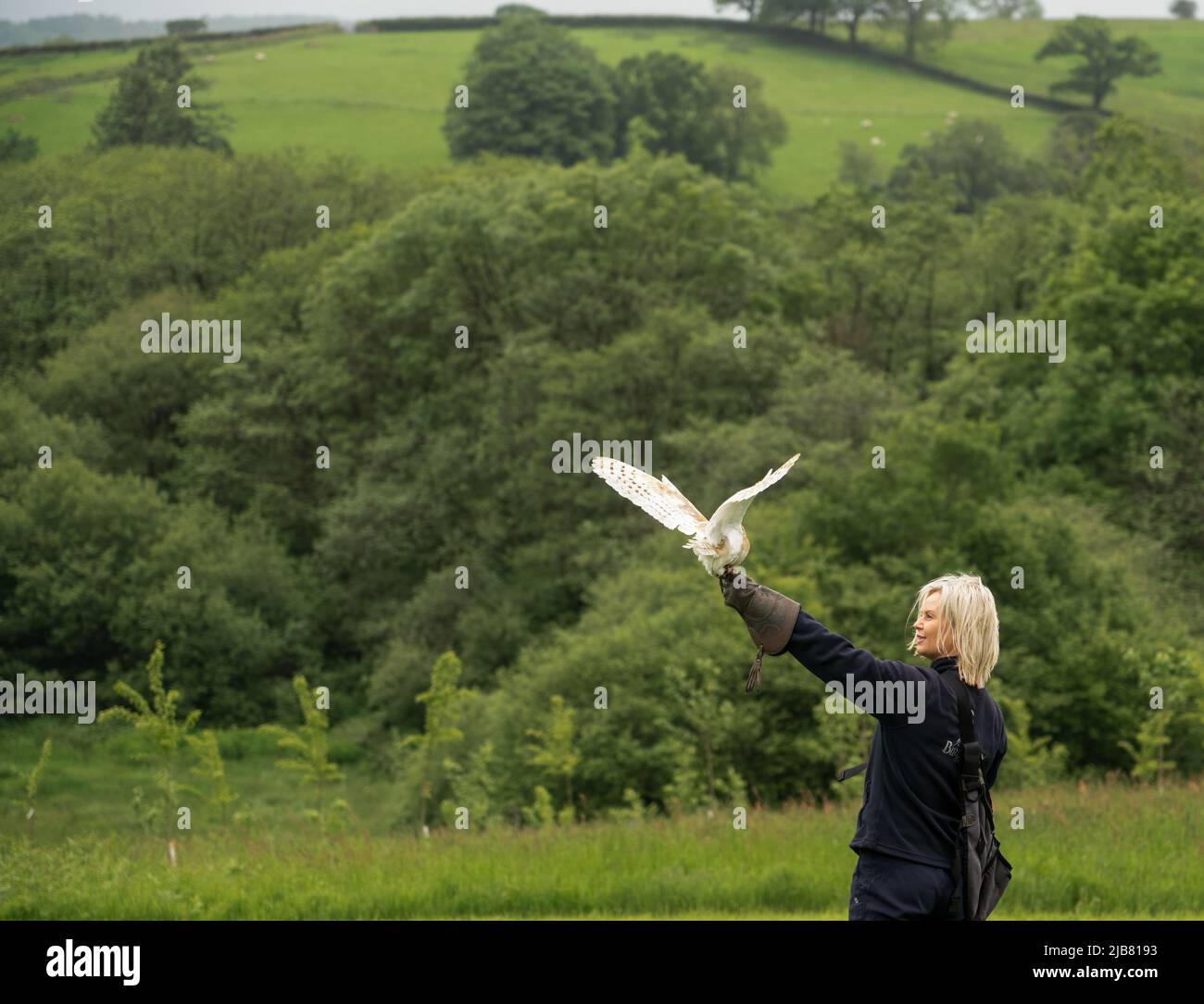Diva the barn owl (Tyto alba) in a flying demonstration at the British ...