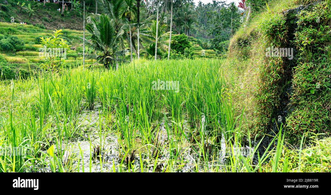 Close view green rice growing on terraces in tropical valley, Bali ...