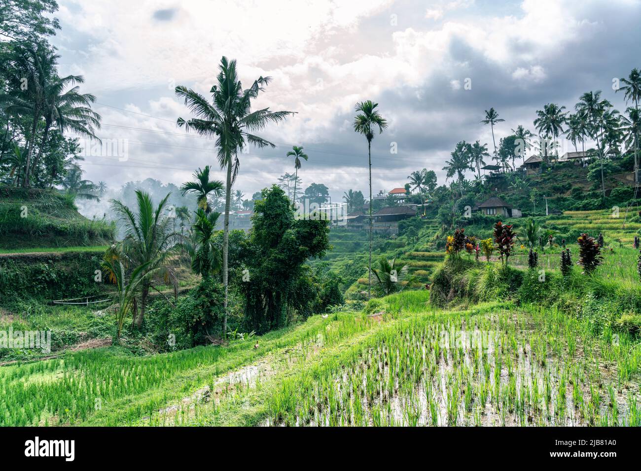 View green rice growing on terraces in tropical valley, Bali Stock ...