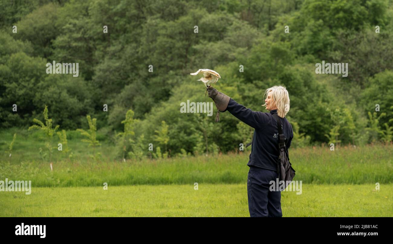 Diva the barn owl (Tyto alba) in a flying demonstration at the British ...