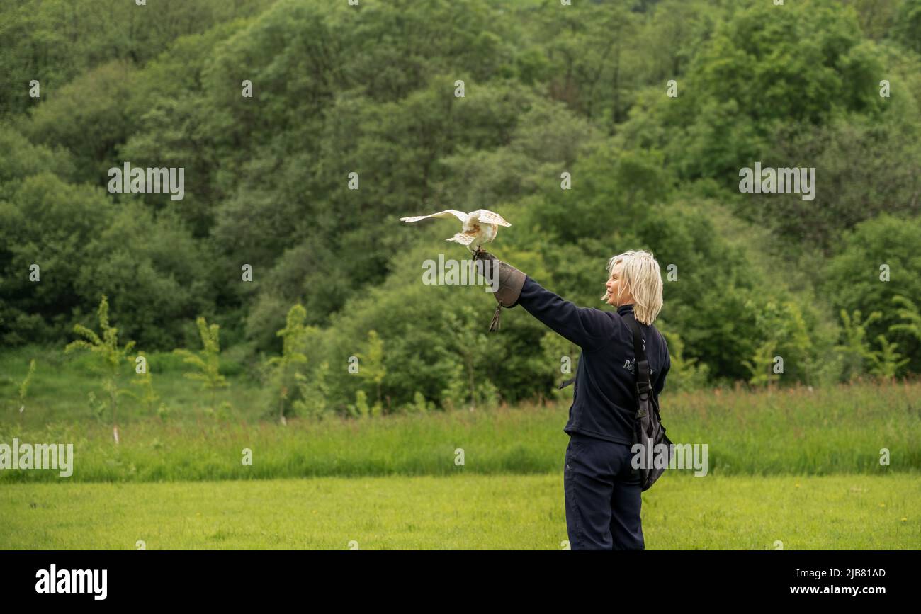 Diva the barn owl (Tyto alba) in a flying demonstration at the British ...