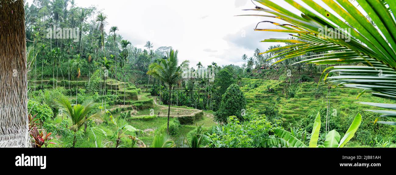 Wide panorama along tropical valley with green rice growing on terraces ...