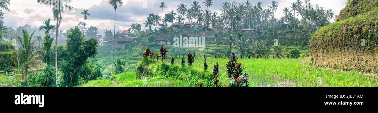Wide panorama view green rice growing on terraces in tropical valley ...