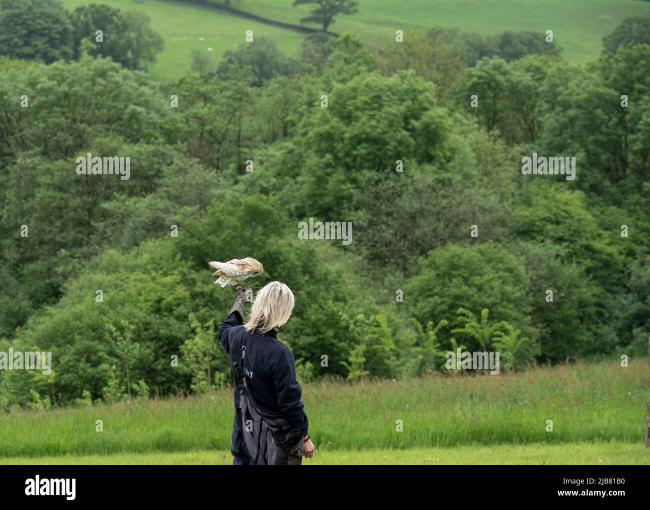 Diva the barn owl (Tyto alba) in a flying demonstration at the British ...
