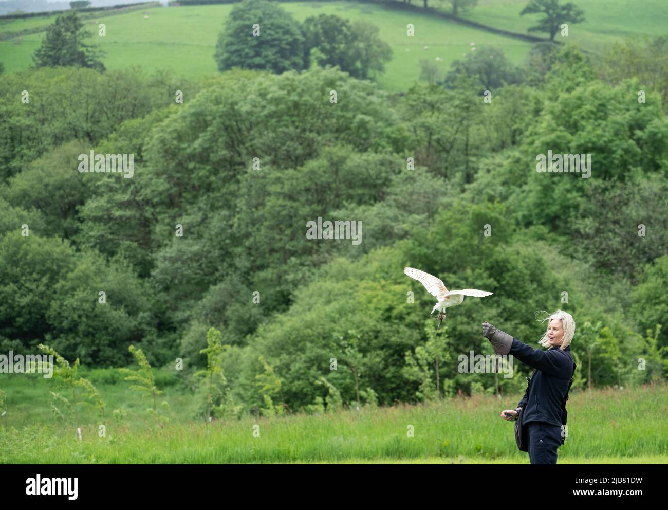 Diva the barn owl (Tyto alba) in a flying demonstration at the British ...