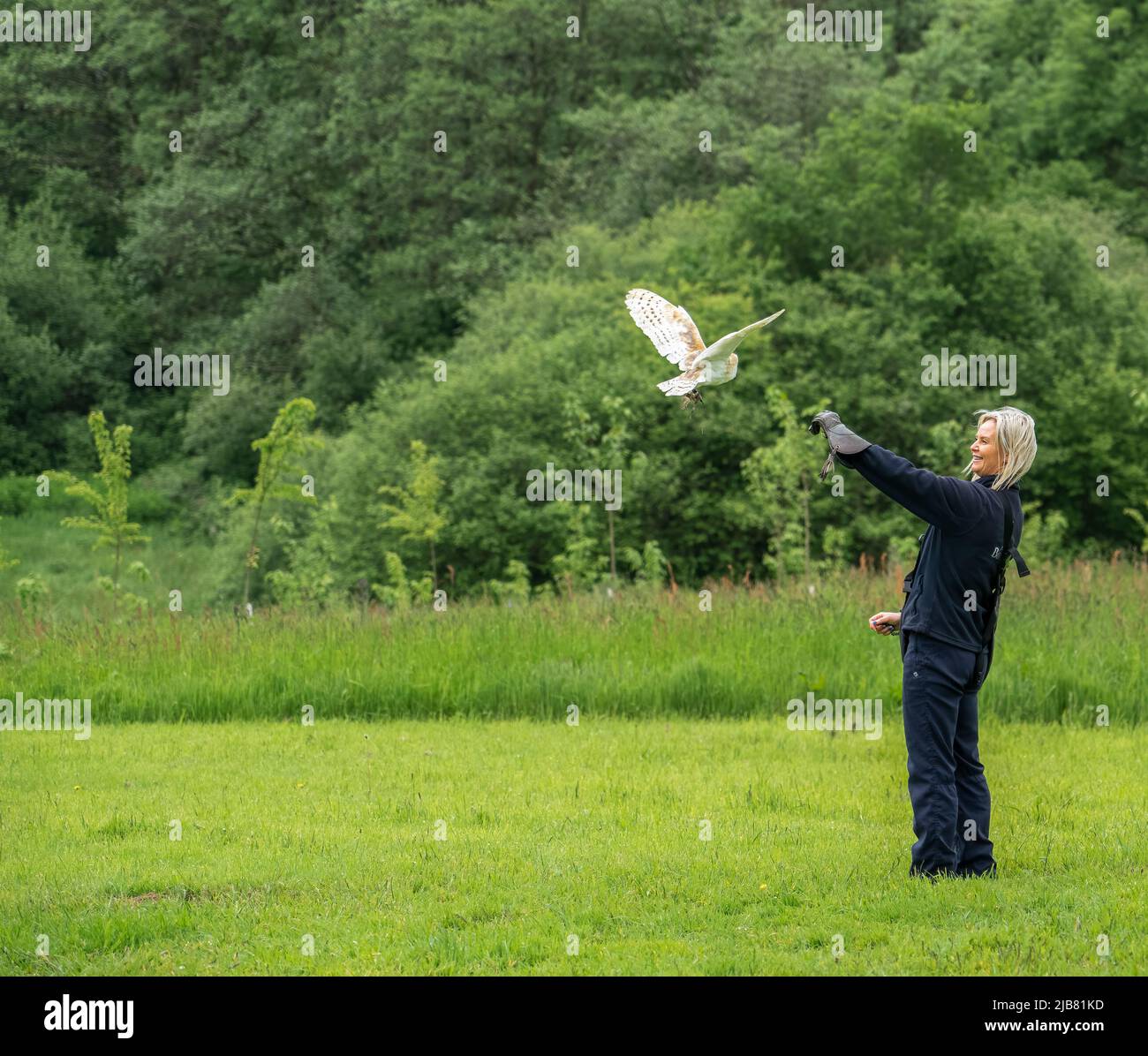 Diva the barn owl (Tyto alba) in a flying demonstration at the British ...