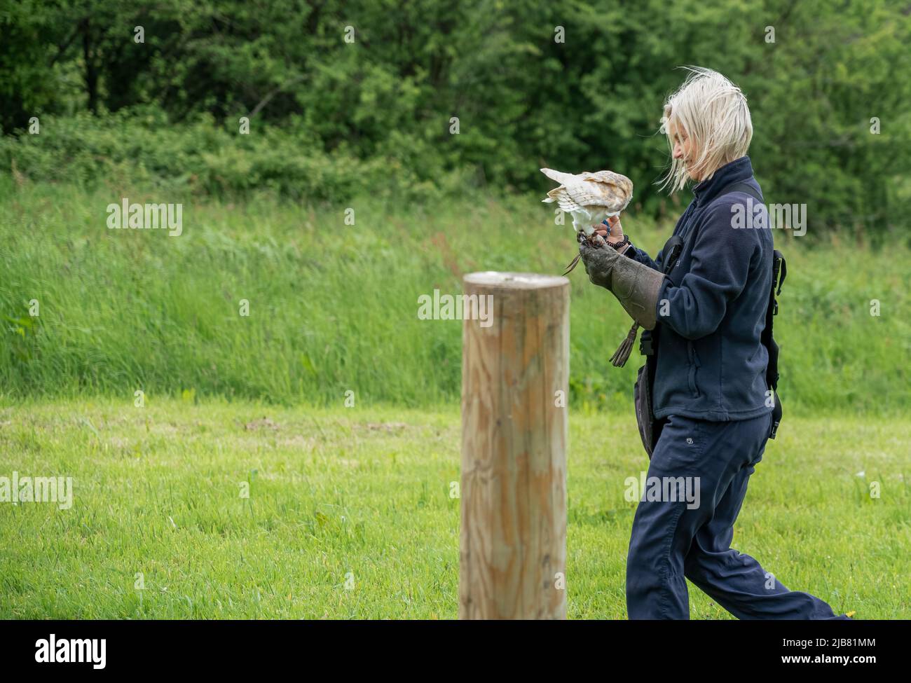 Barn owl dive hi-res stock photography and images - Alamy
