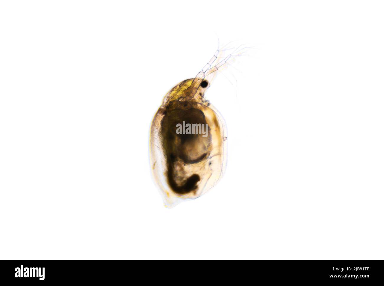 Zooplankton Water Flea Daphnia, microscopic image of crustacea Stock ...
