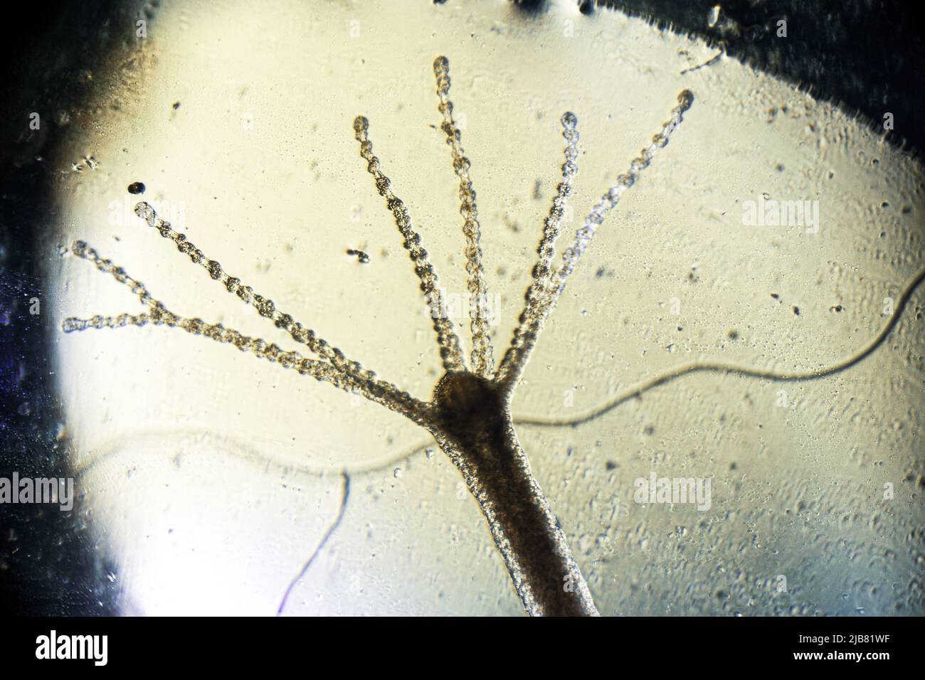 Hydra Biology Microscope