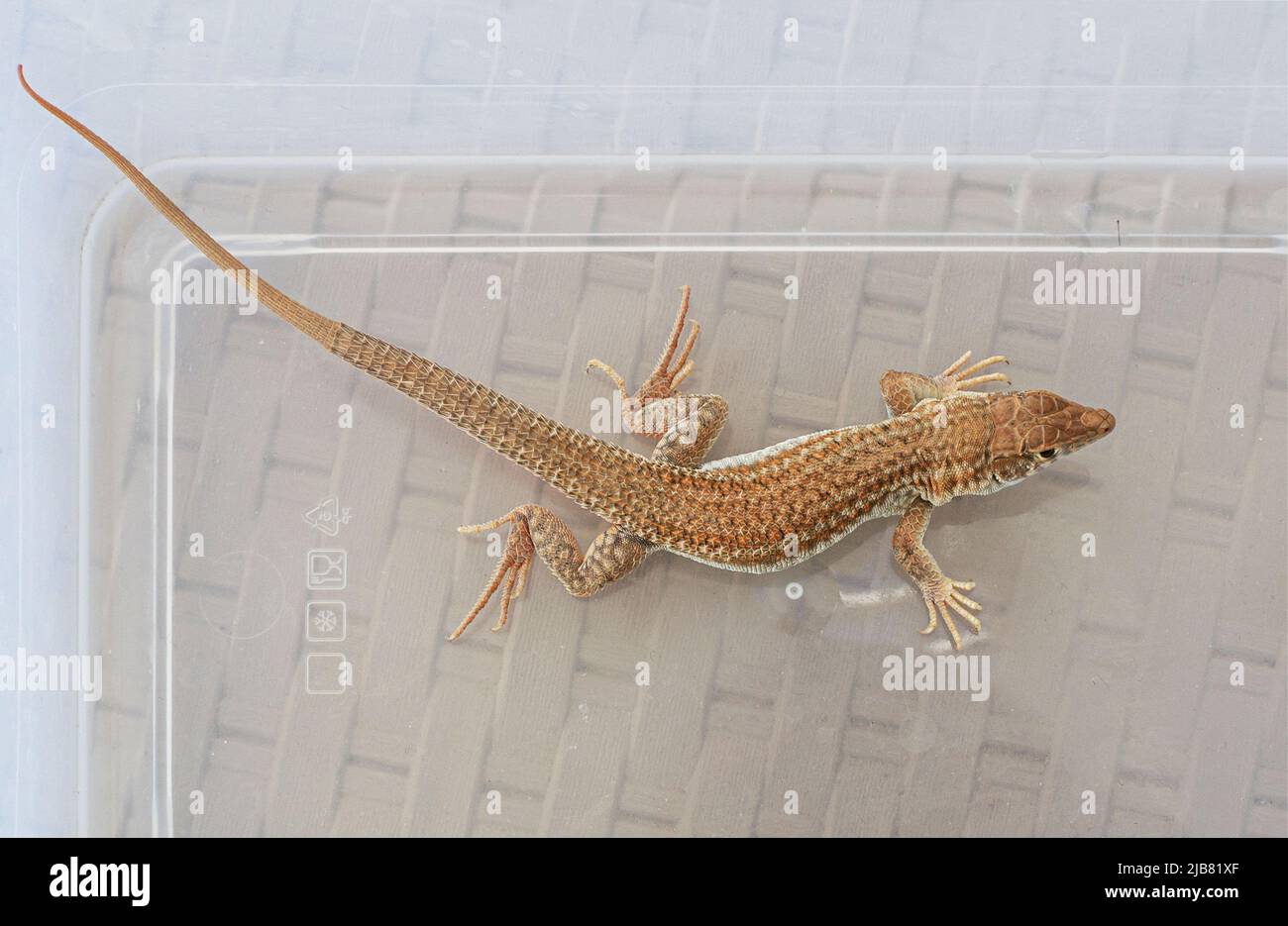 Wild lizard in hand on white background, caught on the beach in Sharm ...