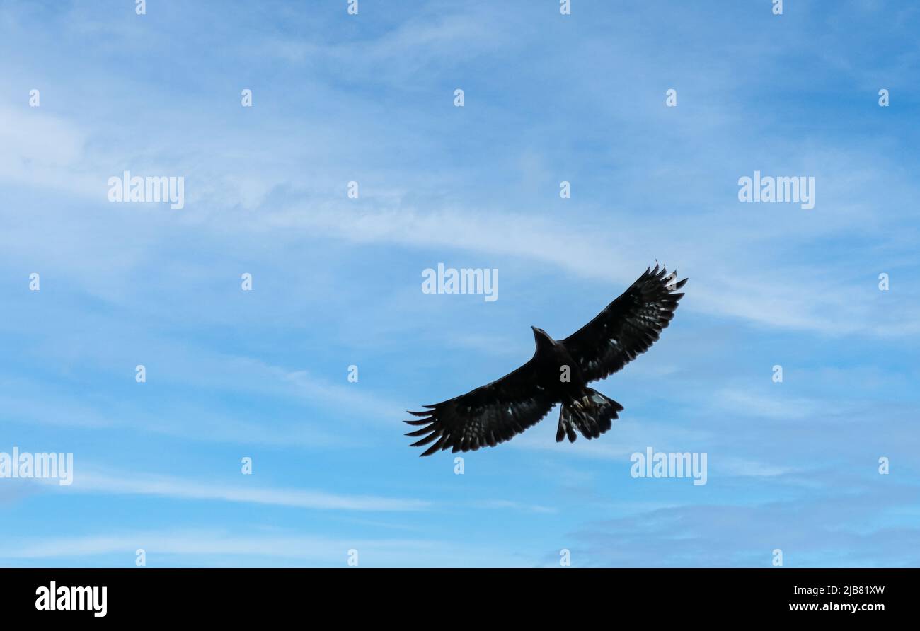'Midas' a young Golden Eagle (Aquila chrysaetos) demonstrating at the ...