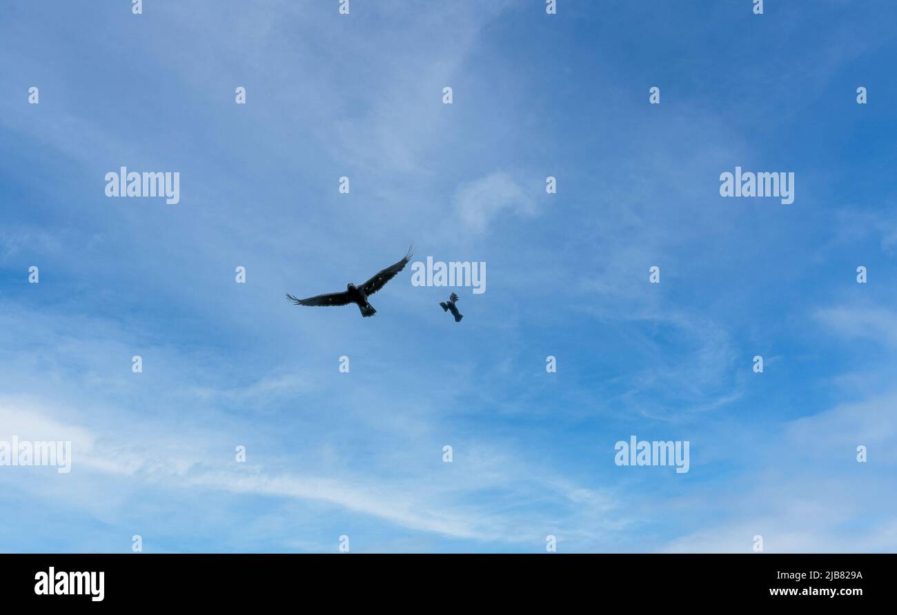 'Midas' a young Golden Eagle (Aquila chrysaetos) harrased by Crows at a ...