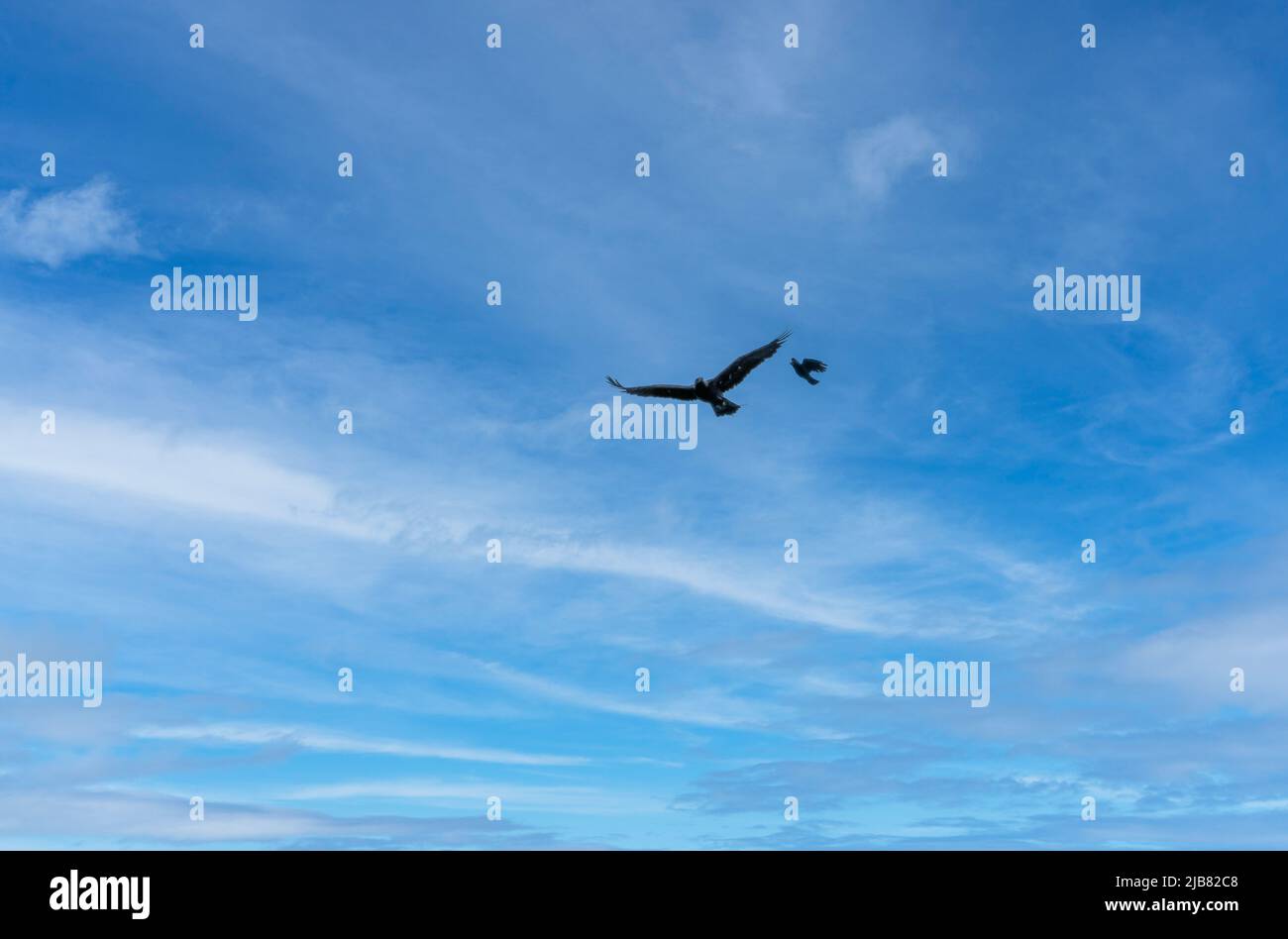 'Midas' a young Golden Eagle (Aquila chrysaetos) harrased by Crows at a ...