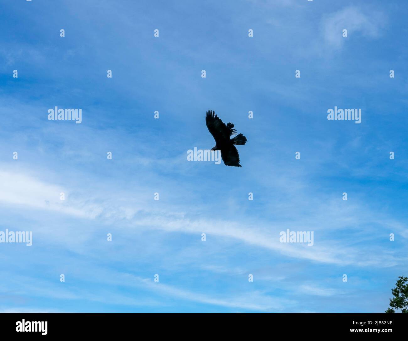 'Midas' a young Golden Eagle (Aquila chrysaetos) demonstrating at the ...