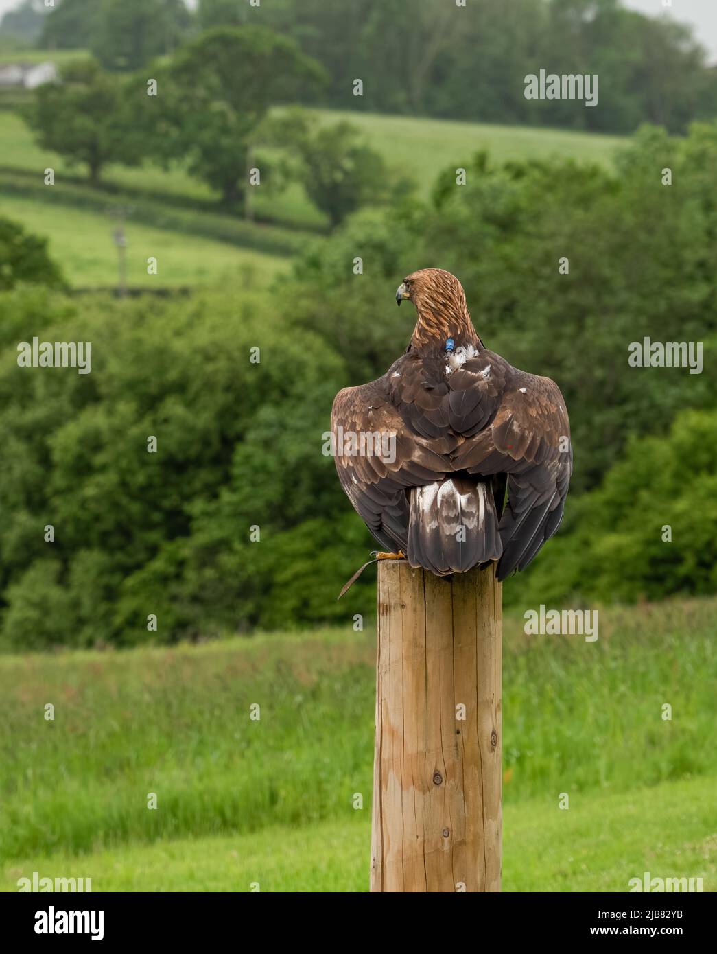 'Midas' a young Golden Eagle (Aquila chrysaetos) atop a wooden perch at ...
