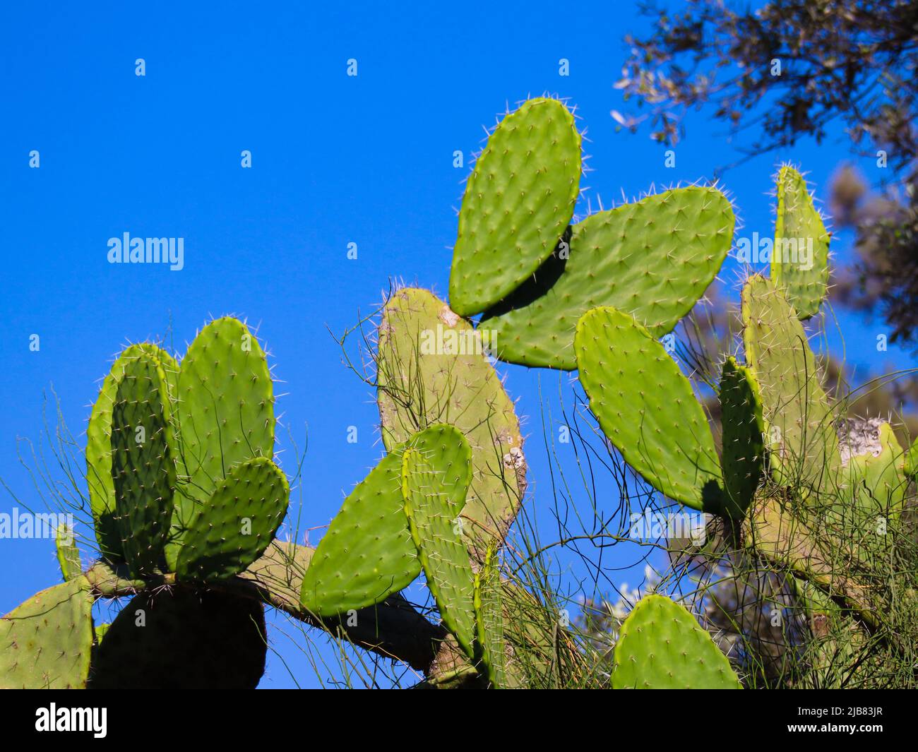 Opuntia ficus indica shrub from the cactus family Stock Photo - Alamy