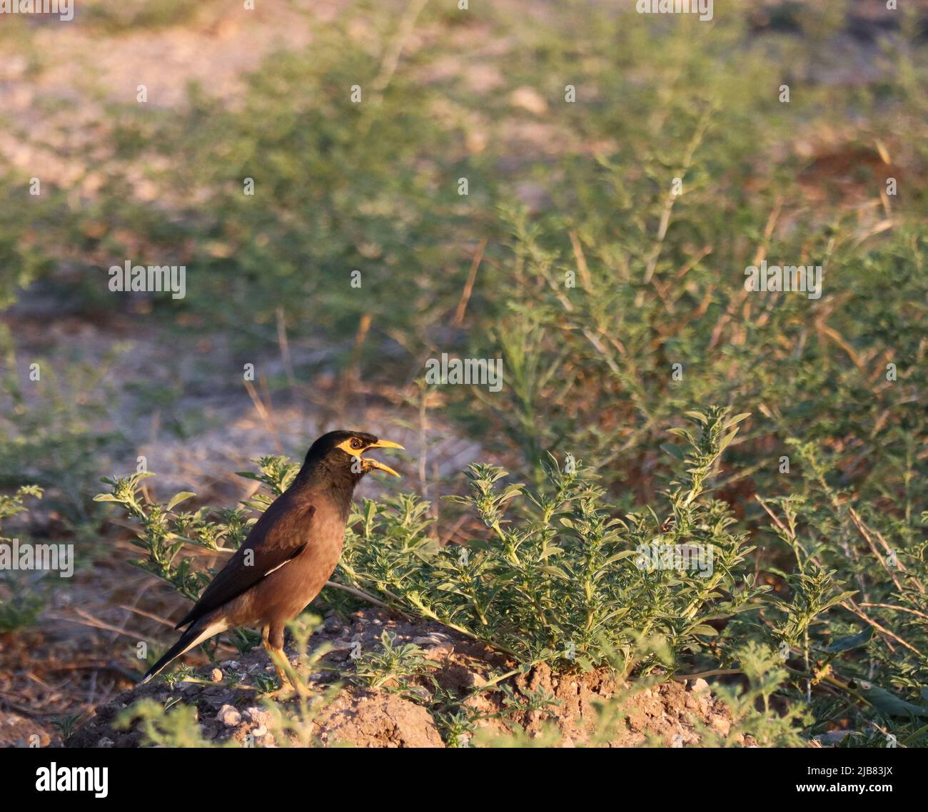 Indian myna bird of the starling family in dark brown color, dark gray ...