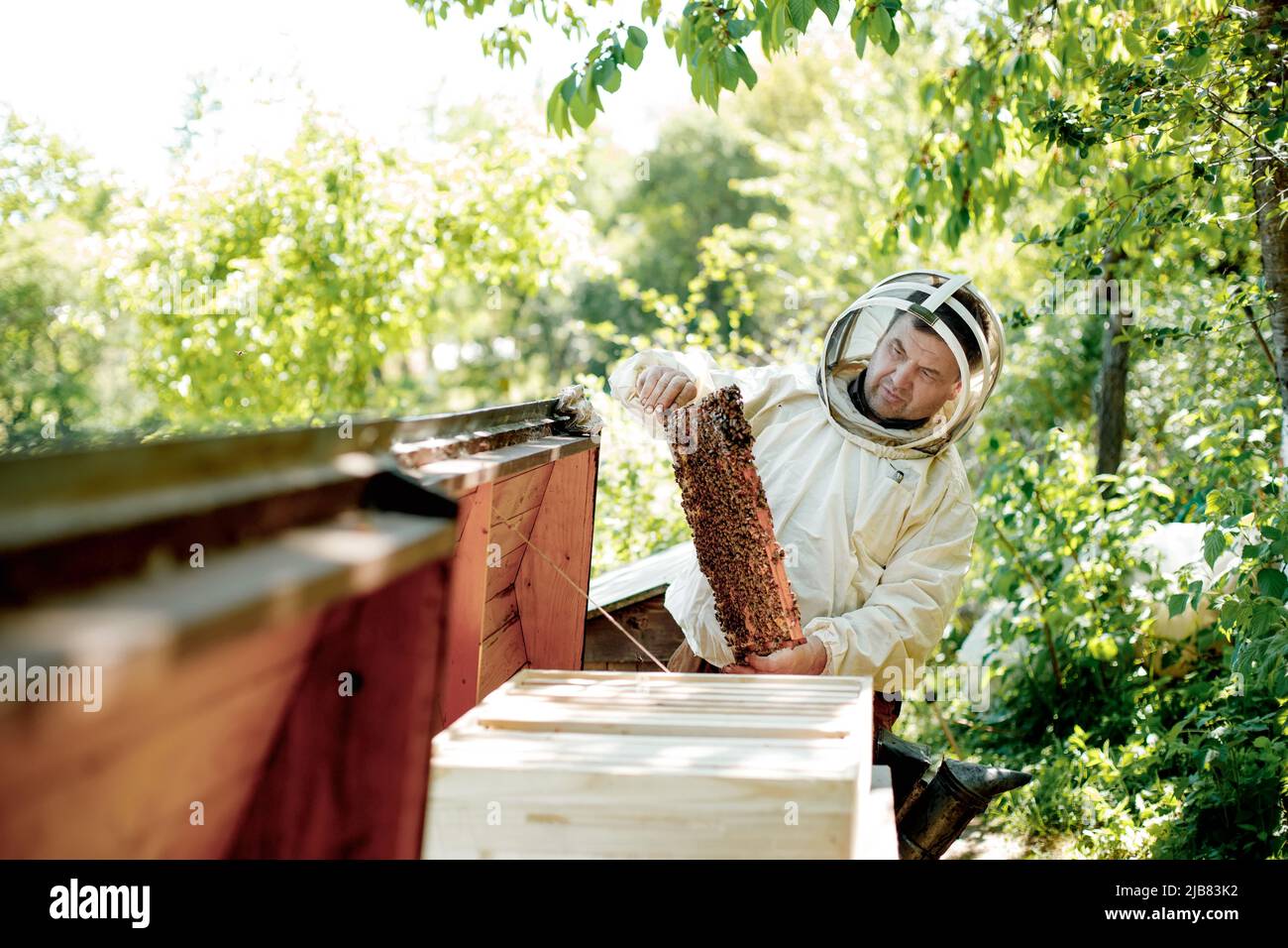 A beekeeper in a protective suit works with honeycombs. A farmer in a ...