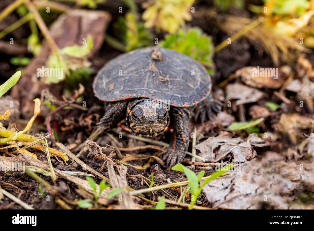 Painted turtle hatchling crawling along shoreline of pond. Wildlife ...