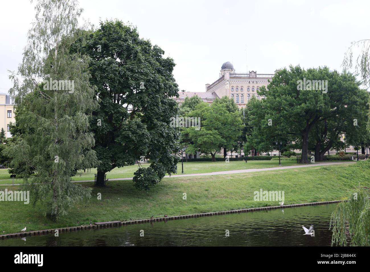 Riga Latvia city center park with canal and rare species Trees and ...