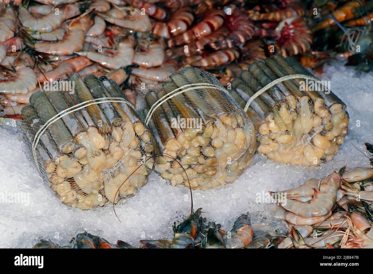 razor clams on ice, fresh seafood in a market stall Stock Photo - Alamy