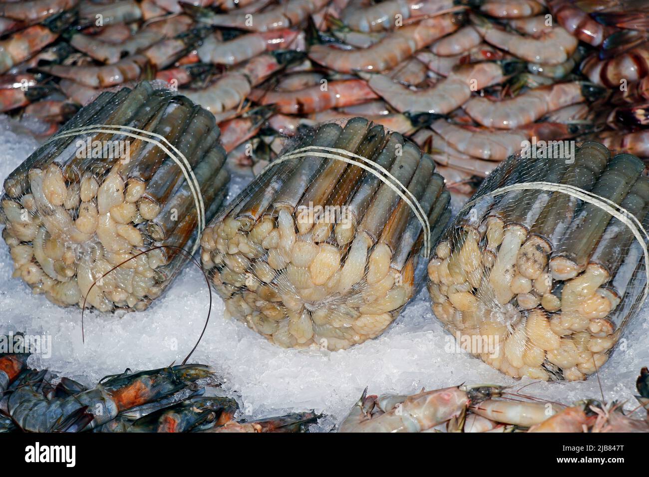 razor clams on ice, fresh seafood in a market stall Stock Photo - Alamy