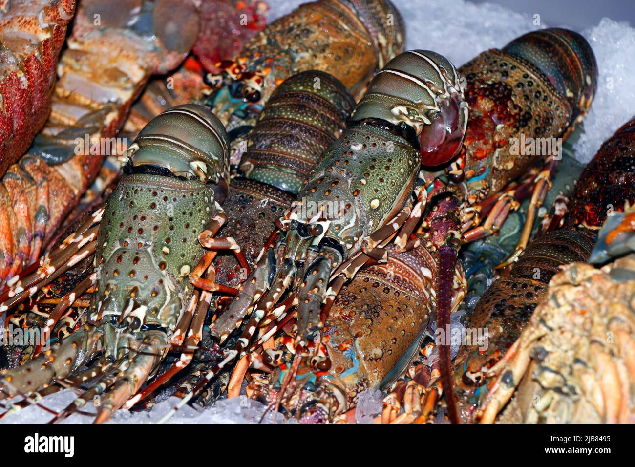 Shrimp prawn fish lobster crab market hi-res stock photography and ...