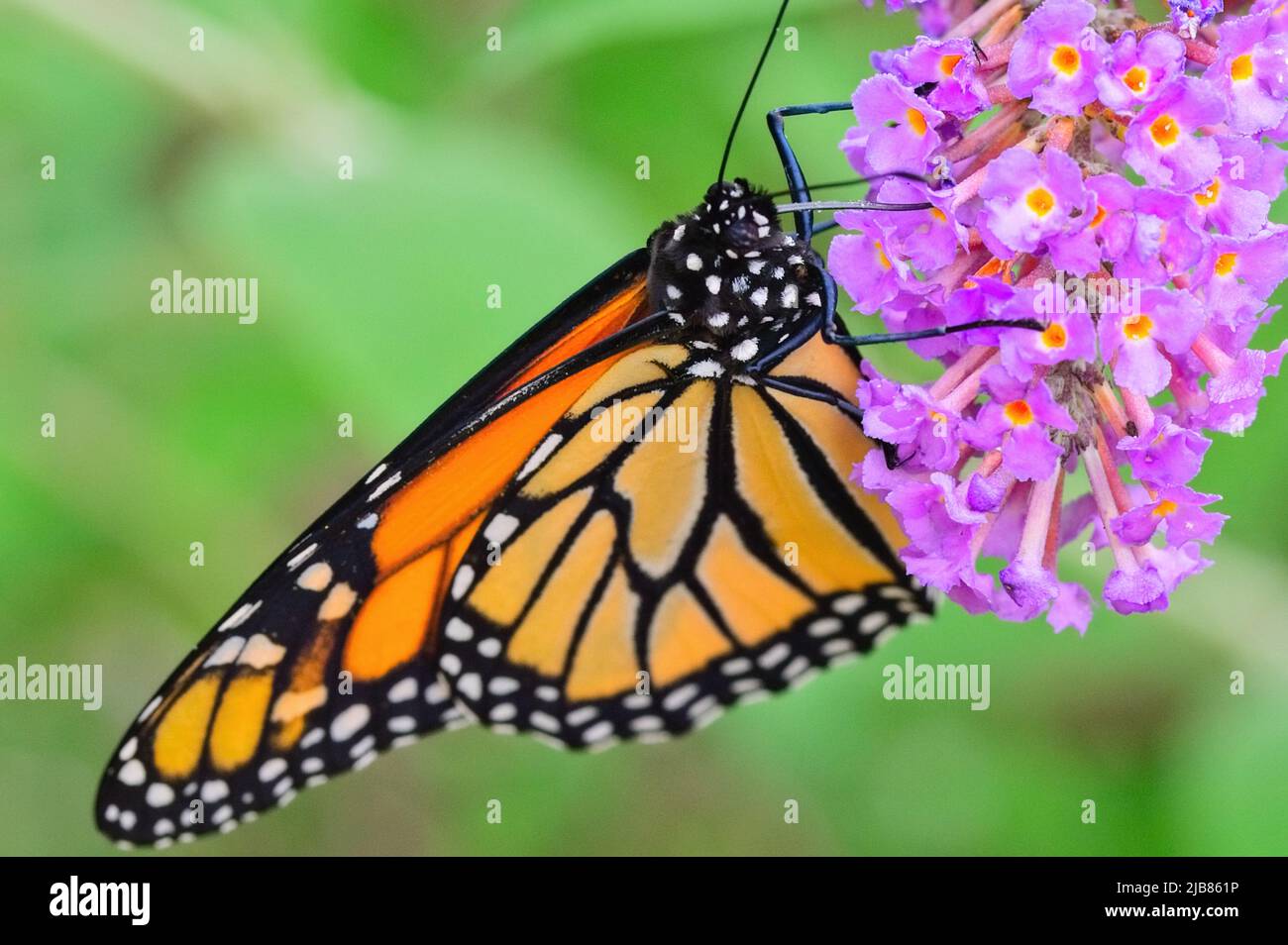 A Monarch Butterfly, Danaus plexippus, stretches out its proboscis to ...