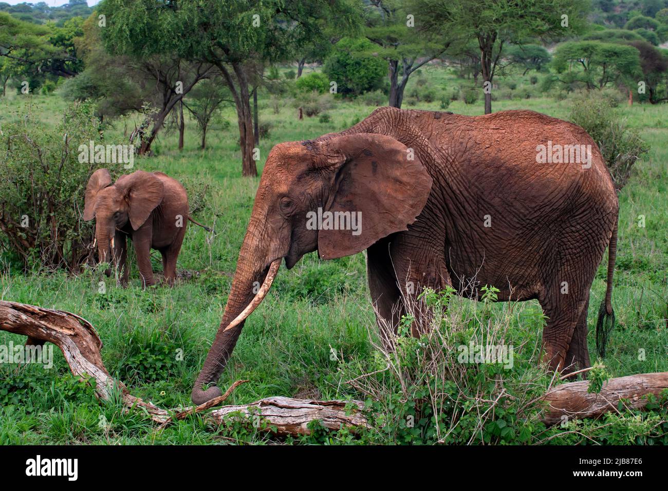 African elephant tarangire hi-res stock photography and images - Alamy