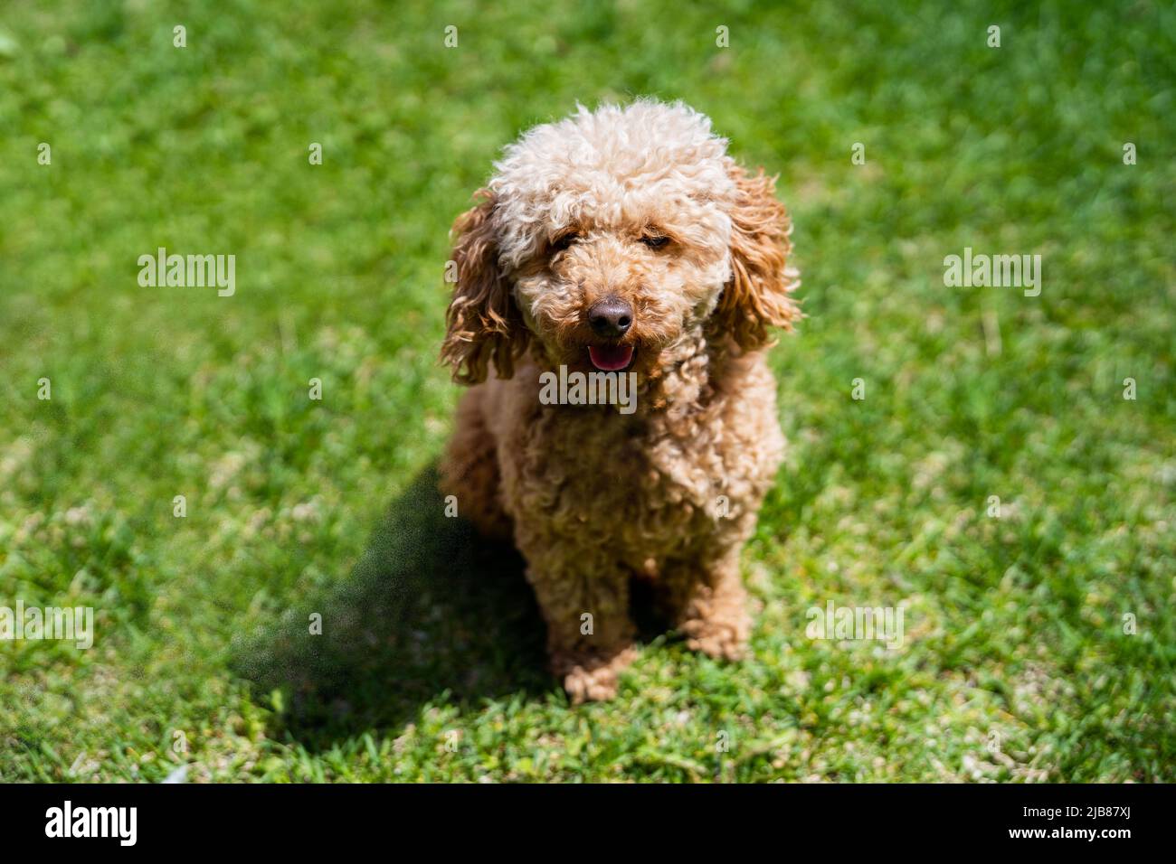 Close up toy poodle puppy hi-res stock photography and images - Alamy