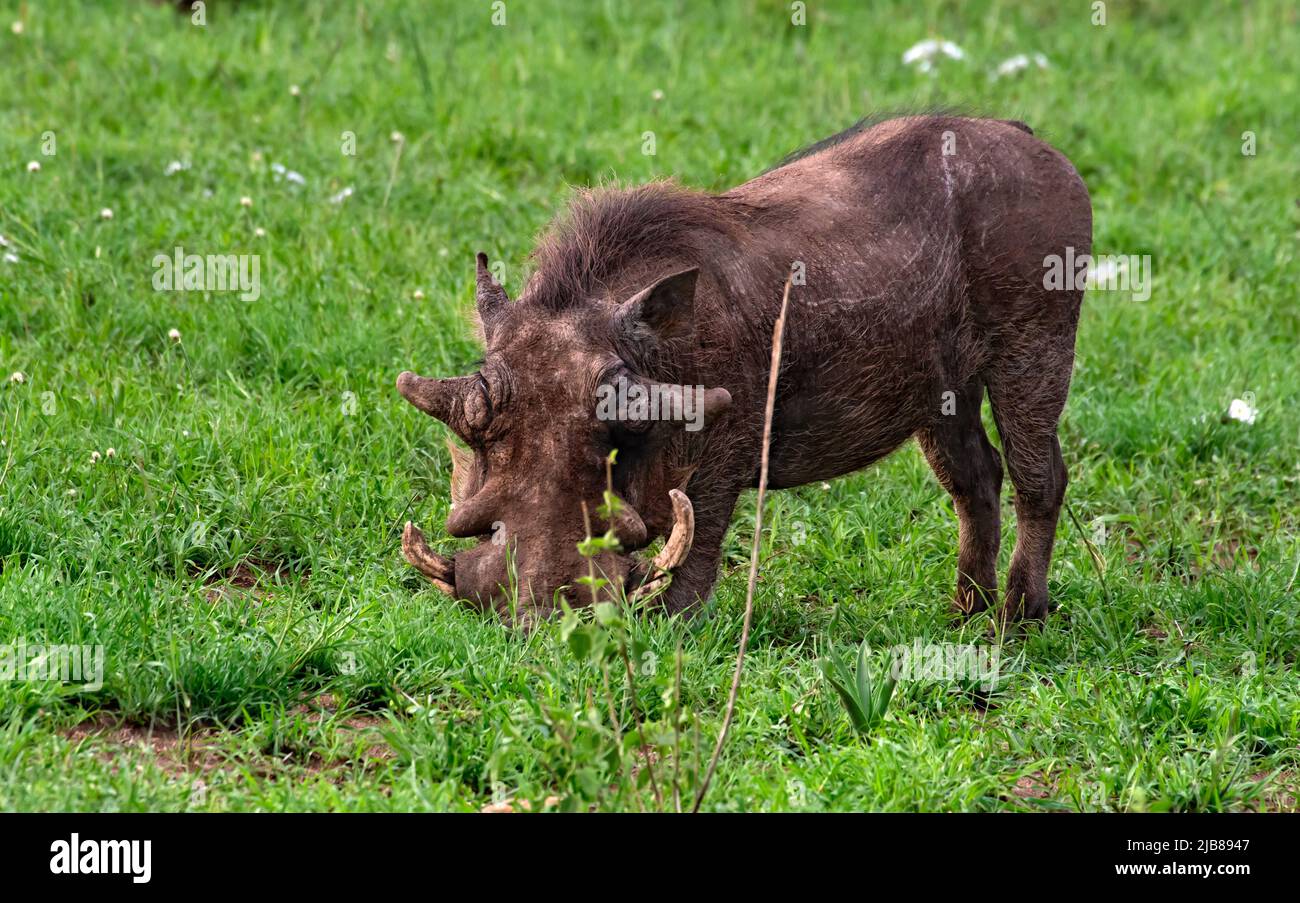 Savanna warthog phacochoerus hi-res stock photography and images - Alamy
