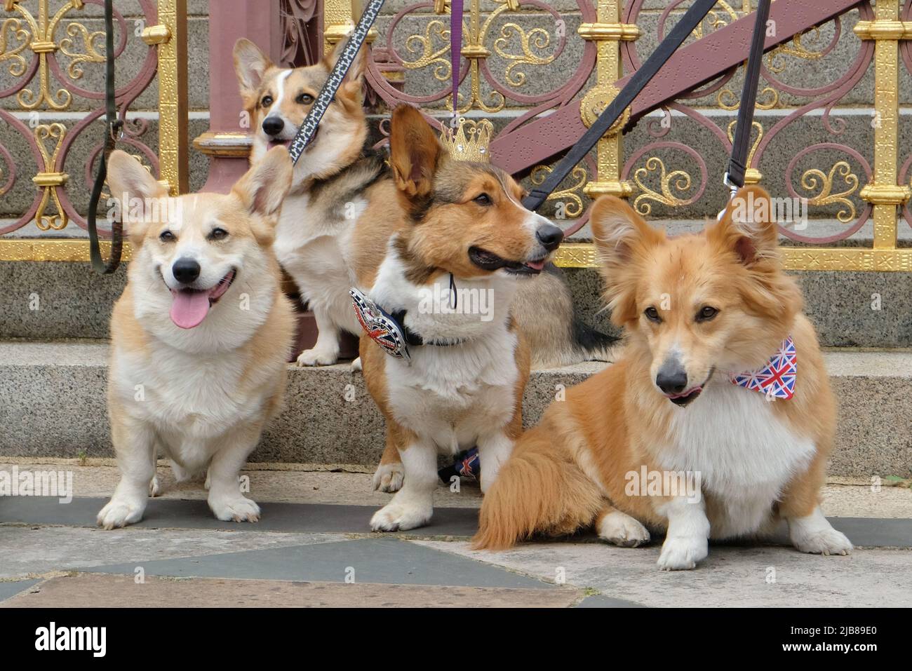 London, UK, 3rd June, 2022. Corgi dog owners gathered from all over the ...