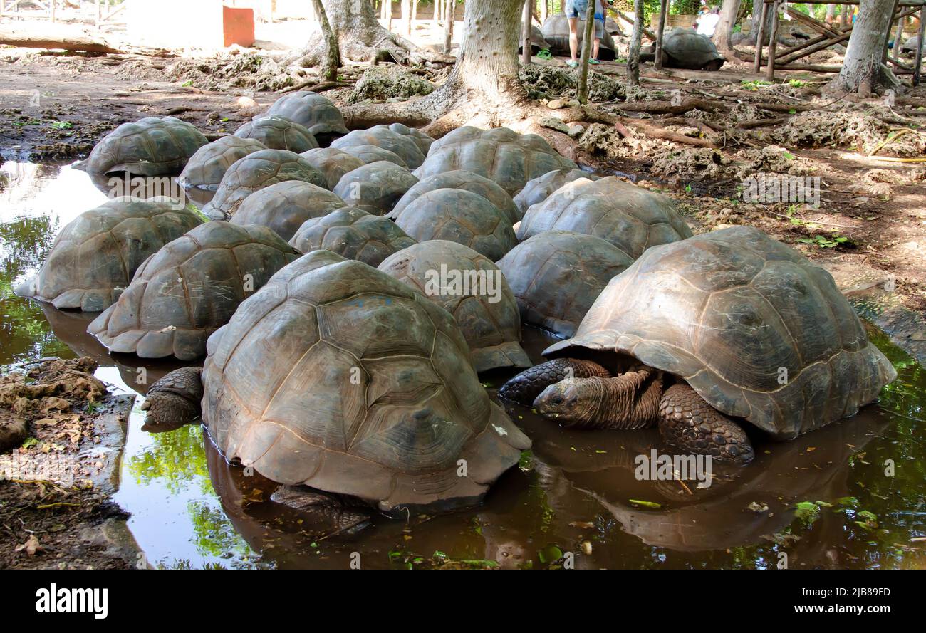 Aldabra giant tortoise, Prison island, Zanzibar, Tanzania Stock Photo ...