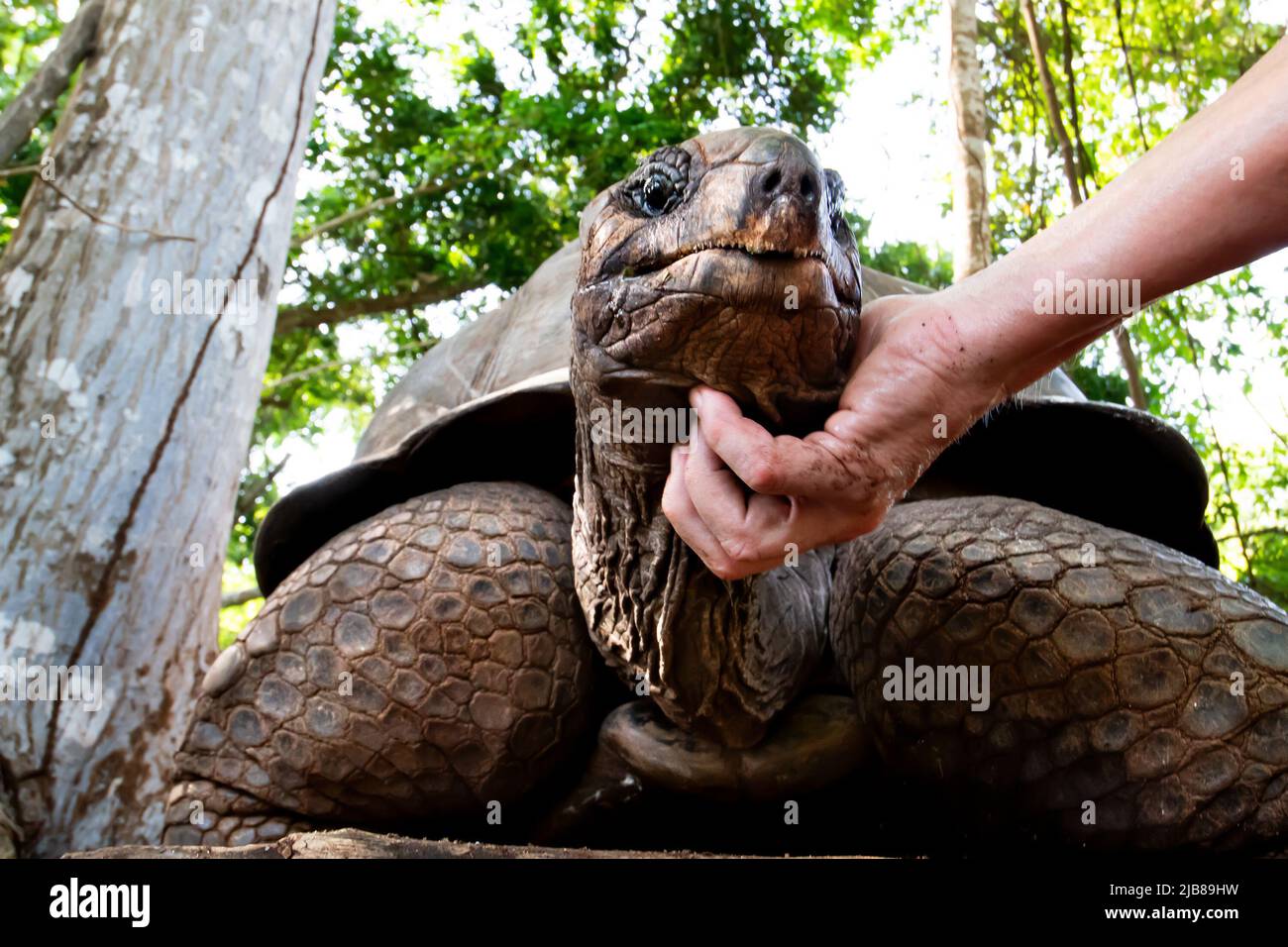 Aldabra giant tortoise, Prison island, Zanzibar, Tanzania Stock Photo - Alamy