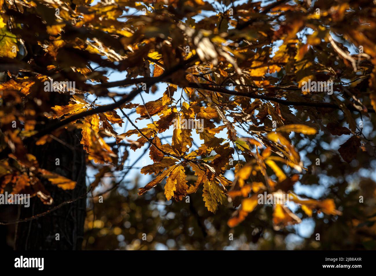 Picture of oak leaves on display on a branch of a tree of Quercus Robus ...