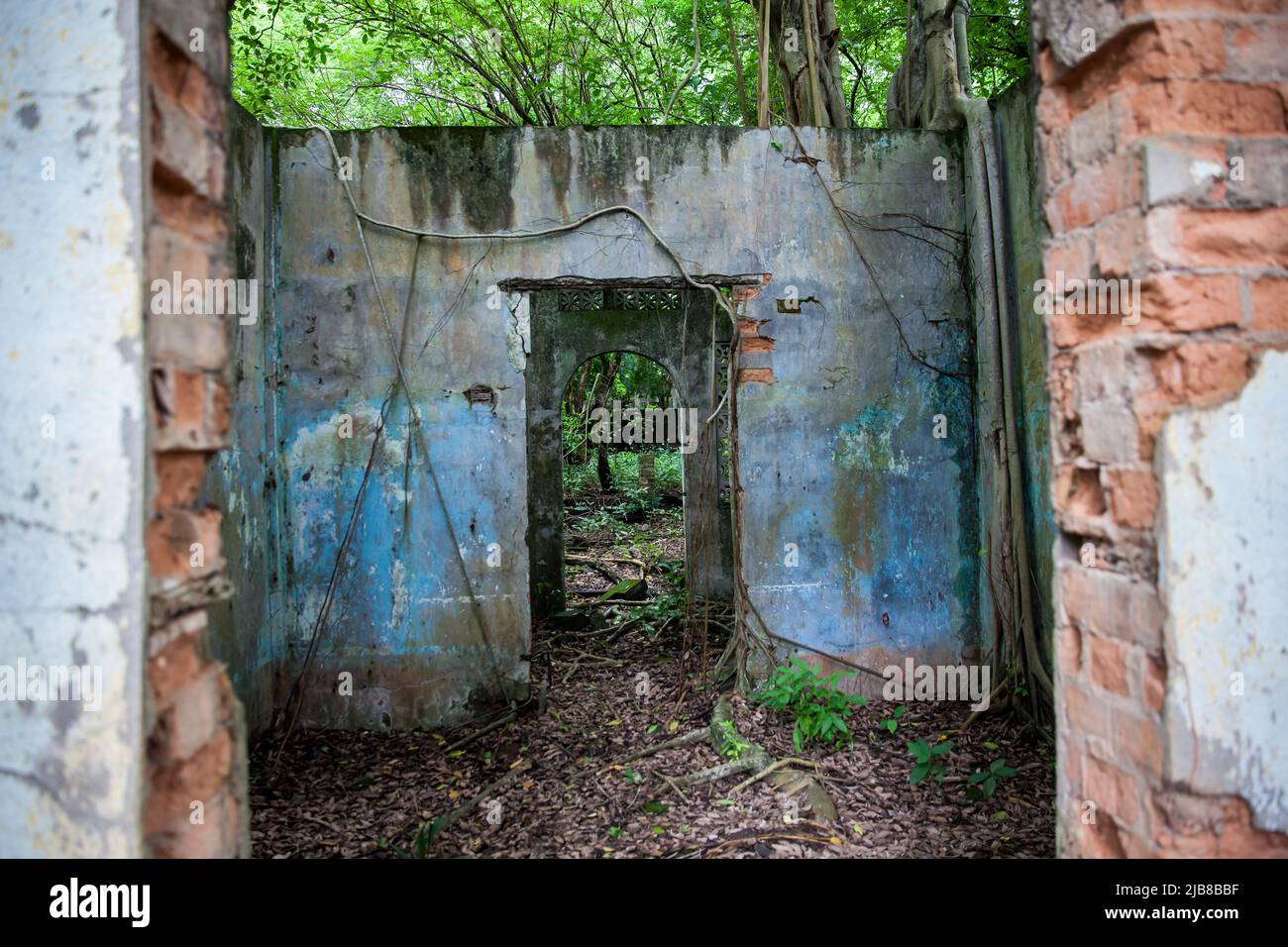 Remains of the destroyed houses of the Armero Town covered by trees and ...