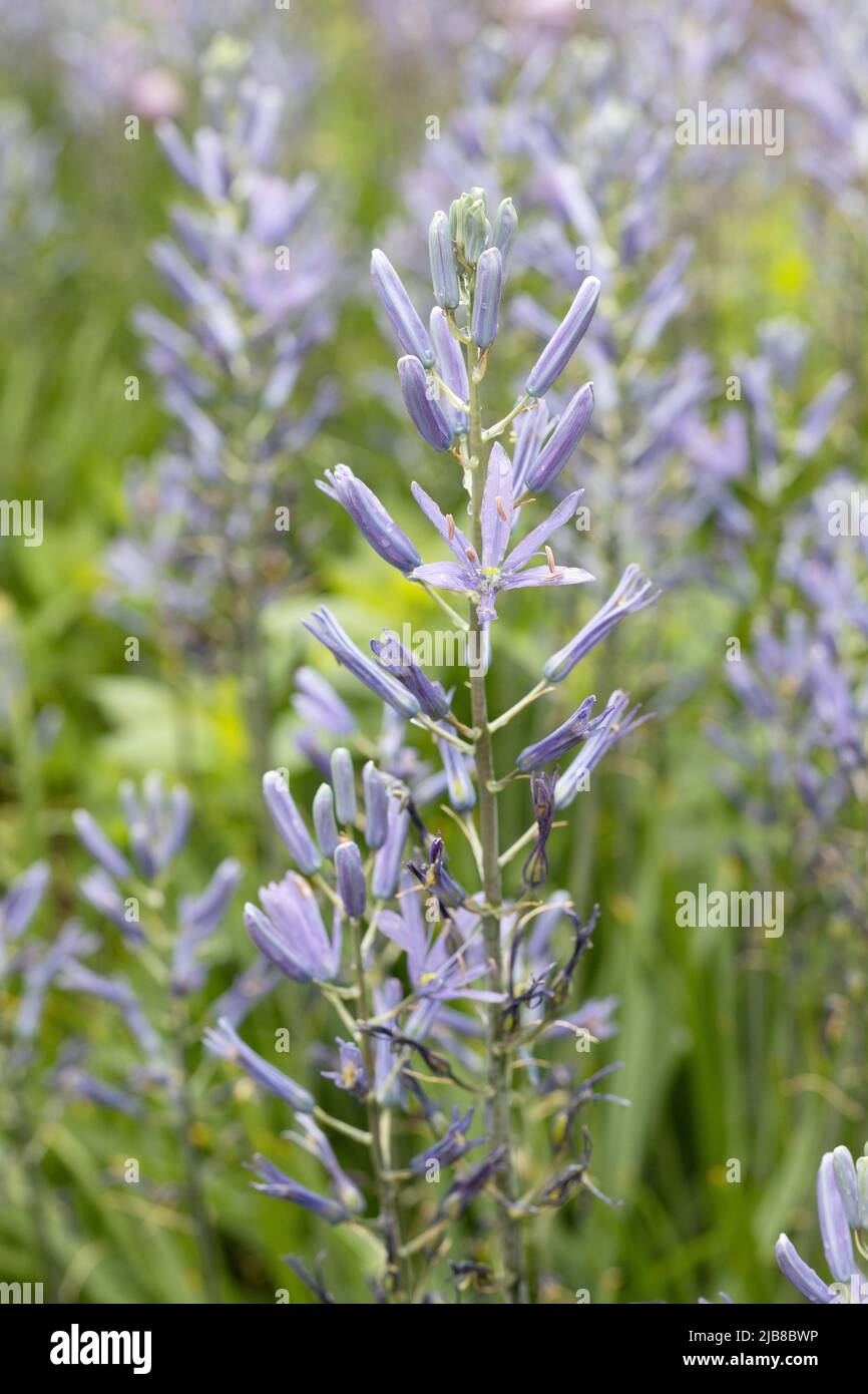 Camassia leichtlinii 'Caerulea' Stock Photo - Alamy