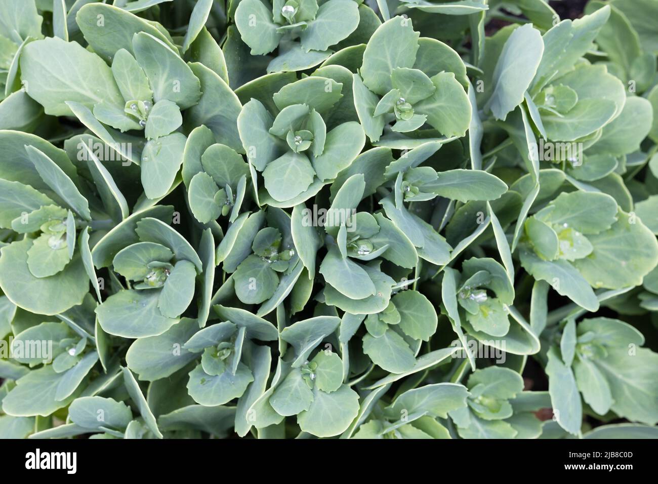 Hylotelephium spectabile 'Stardust' Stock Photo - Alamy