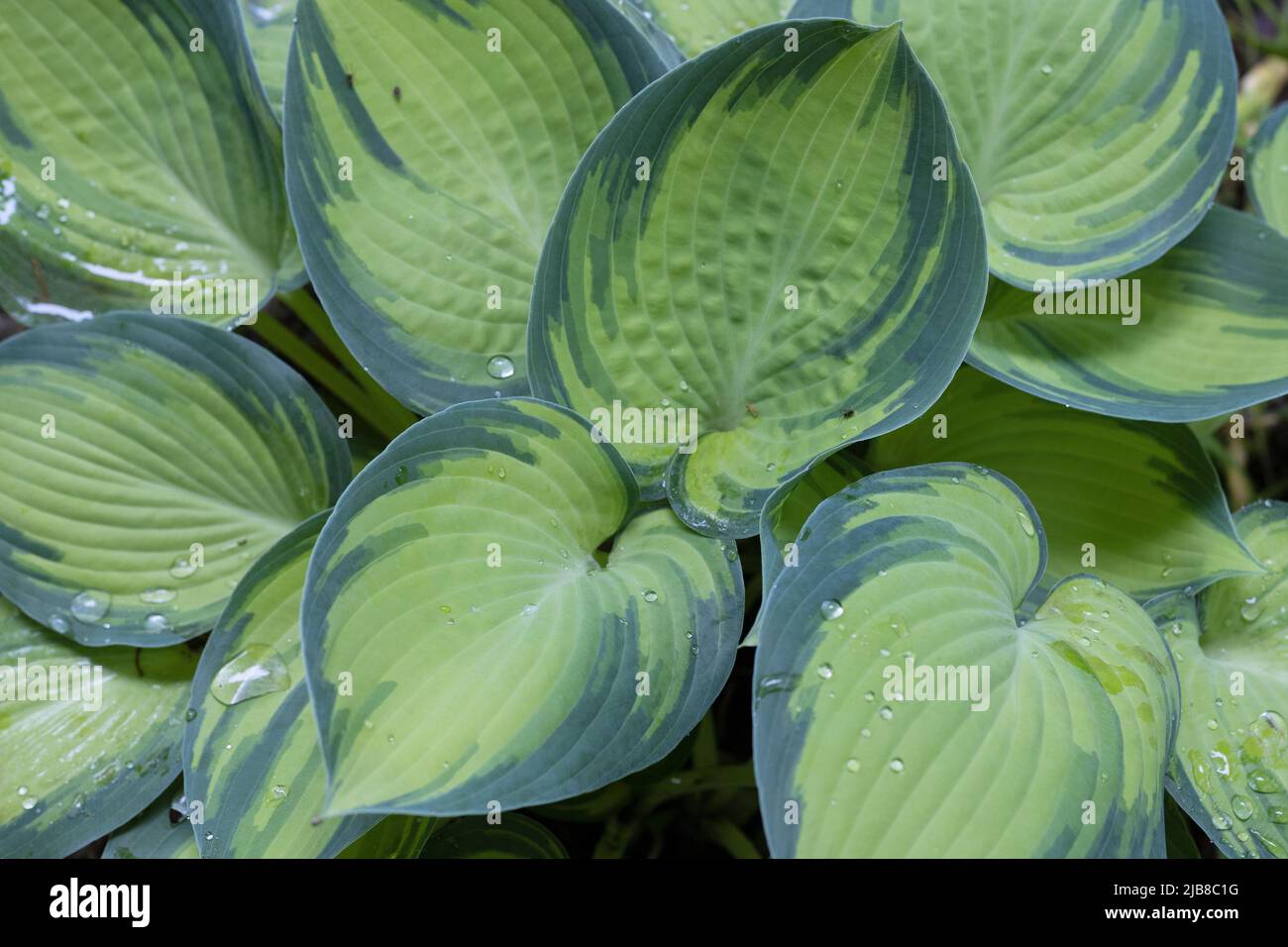 Hosta june hi-res stock photography and images - Alamy