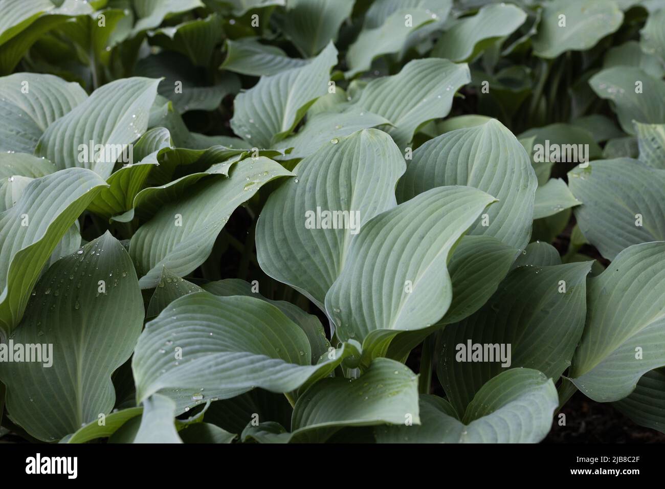Hosta 'Krossa Regal' Stock Photo - Alamy