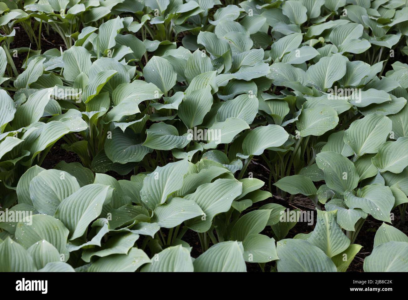 ‘krossa regal’ hi-res stock photography and images - Alamy