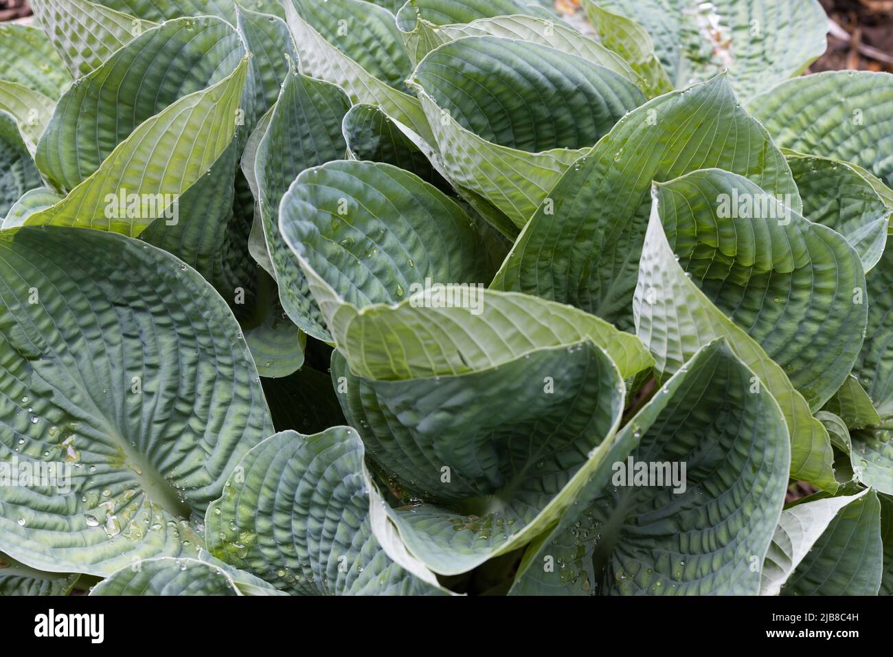 Hosta 'Love Pat' Stock Photo - Alamy