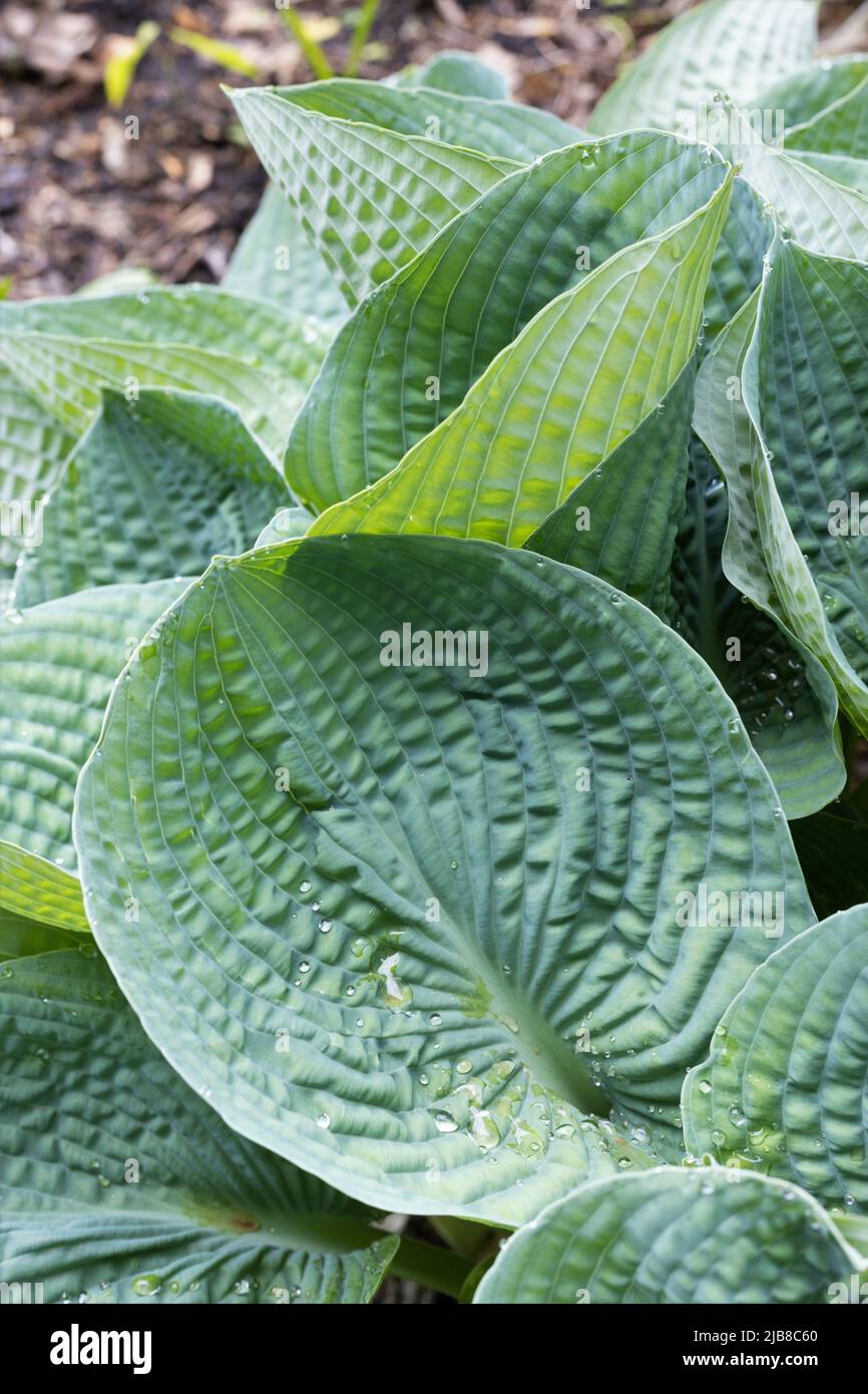 Hosta 'Love Pat' Stock Photo - Alamy