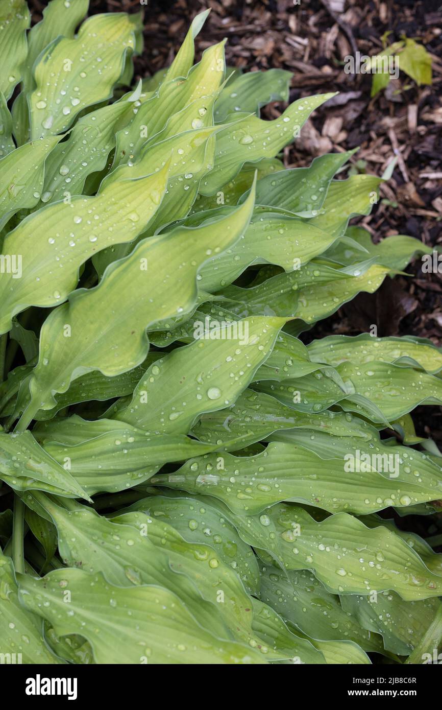 Hosta 'Pineapple Upside Down Cake' Stock Photo - Alamy