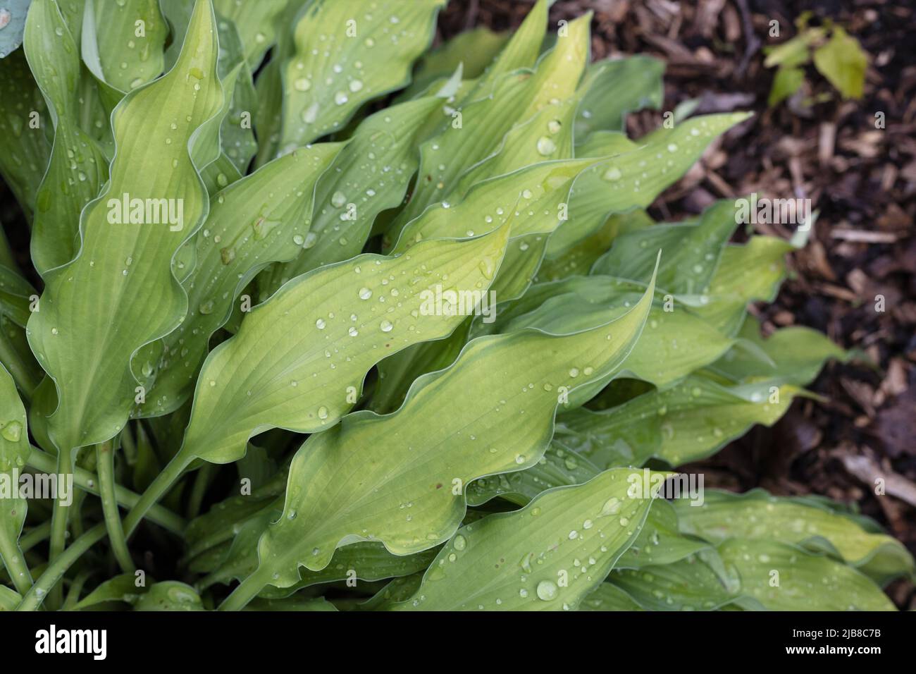 Hosta 'Pineapple Upside Down Cake' Stock Photo - Alamy