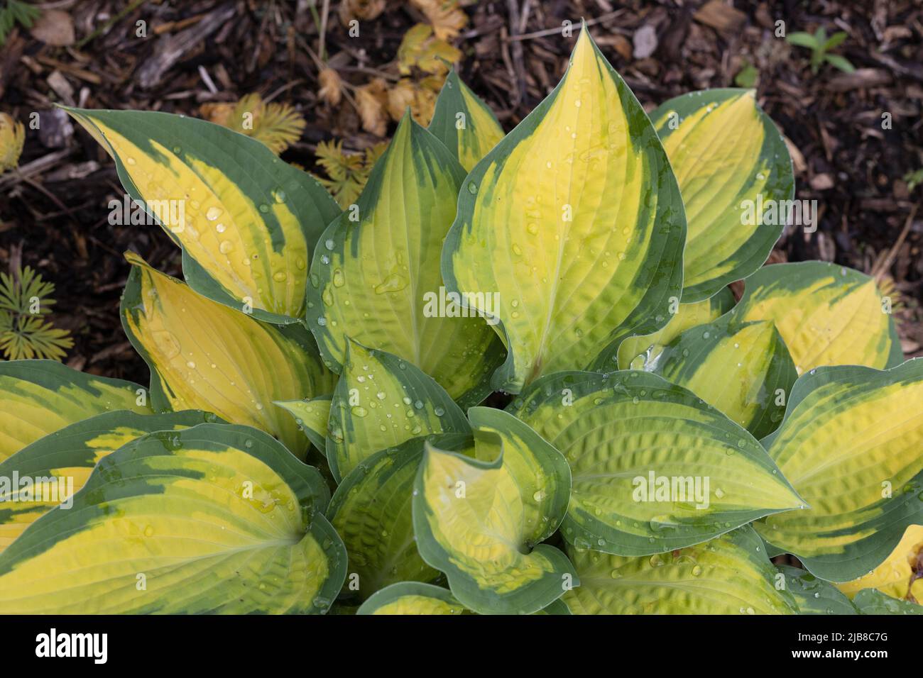 Hosta orange marmalade hi-res stock photography and images - Alamy