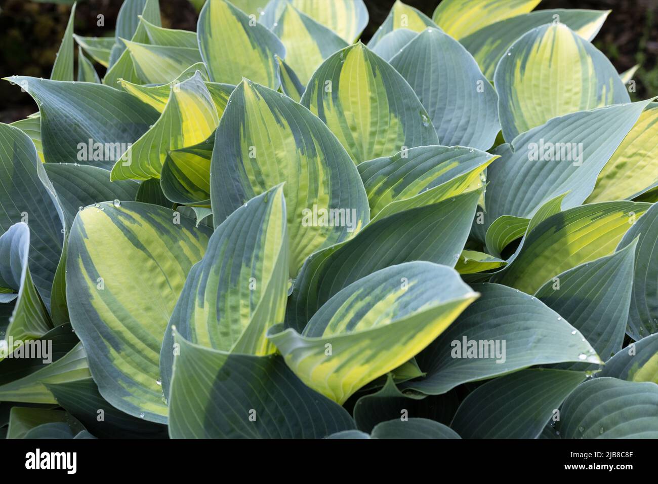 Plantain lily june hi-res stock photography and images - Alamy