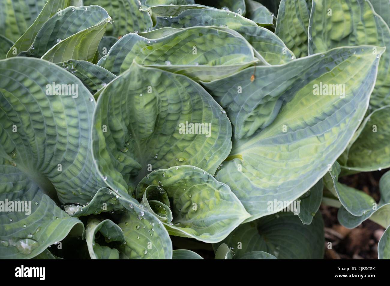 Hosta 'Tokudama Flavocircinalis' Stock Photo - Alamy
